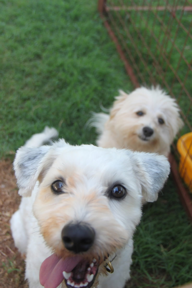 Nile Pet Boarding Kennels & Cattery Photo Gallery