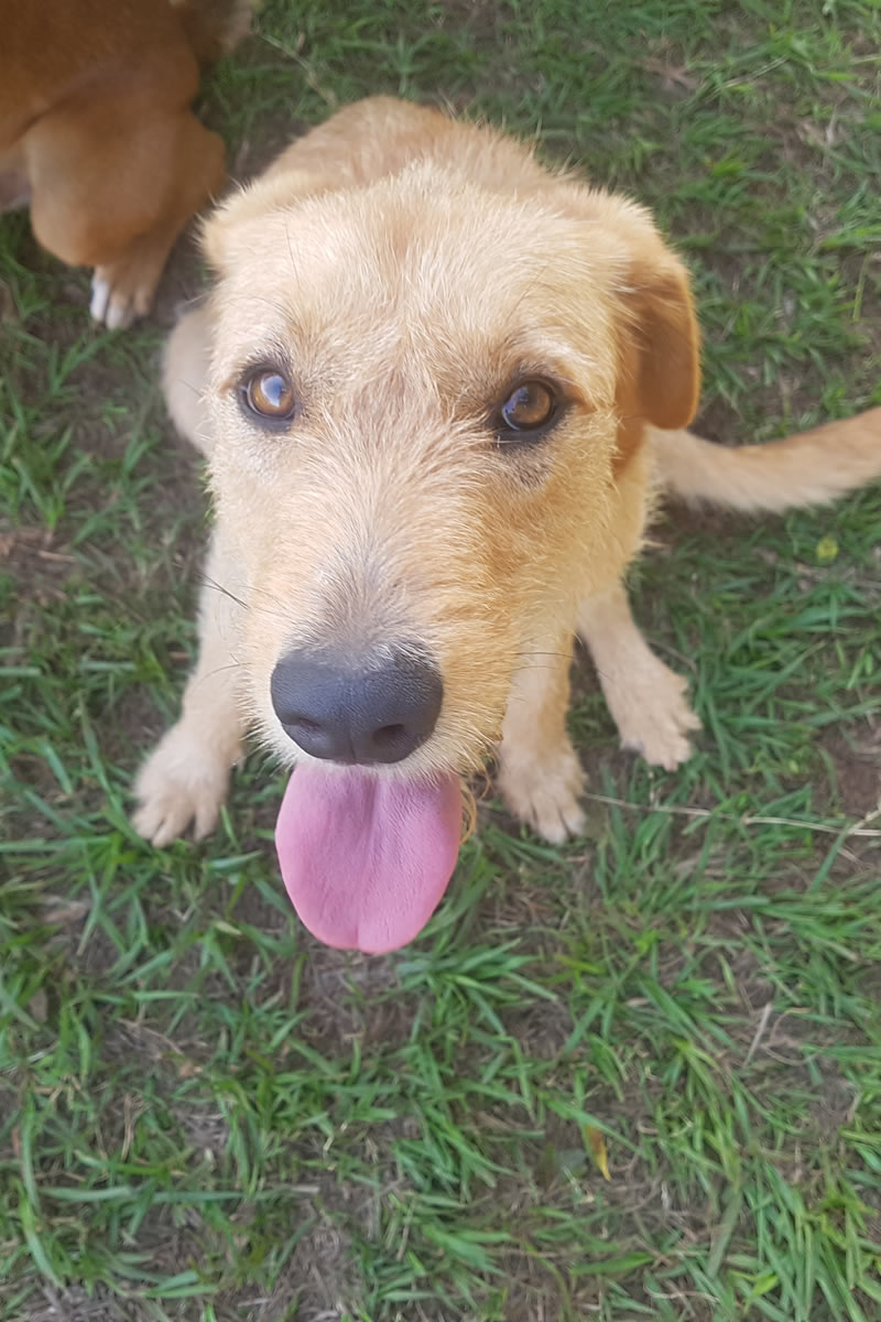 Nile Pet Boarding Kennels & Cattery Photo Gallery